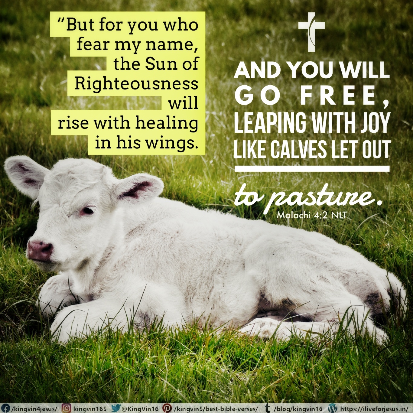 Who Fear My Name - I Live For JESUS